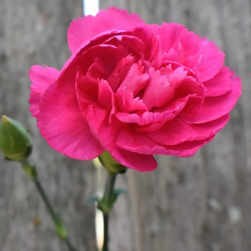 Deep Pink Carnation Flower seeds for Planting - Cut Flower Favorite, H ...